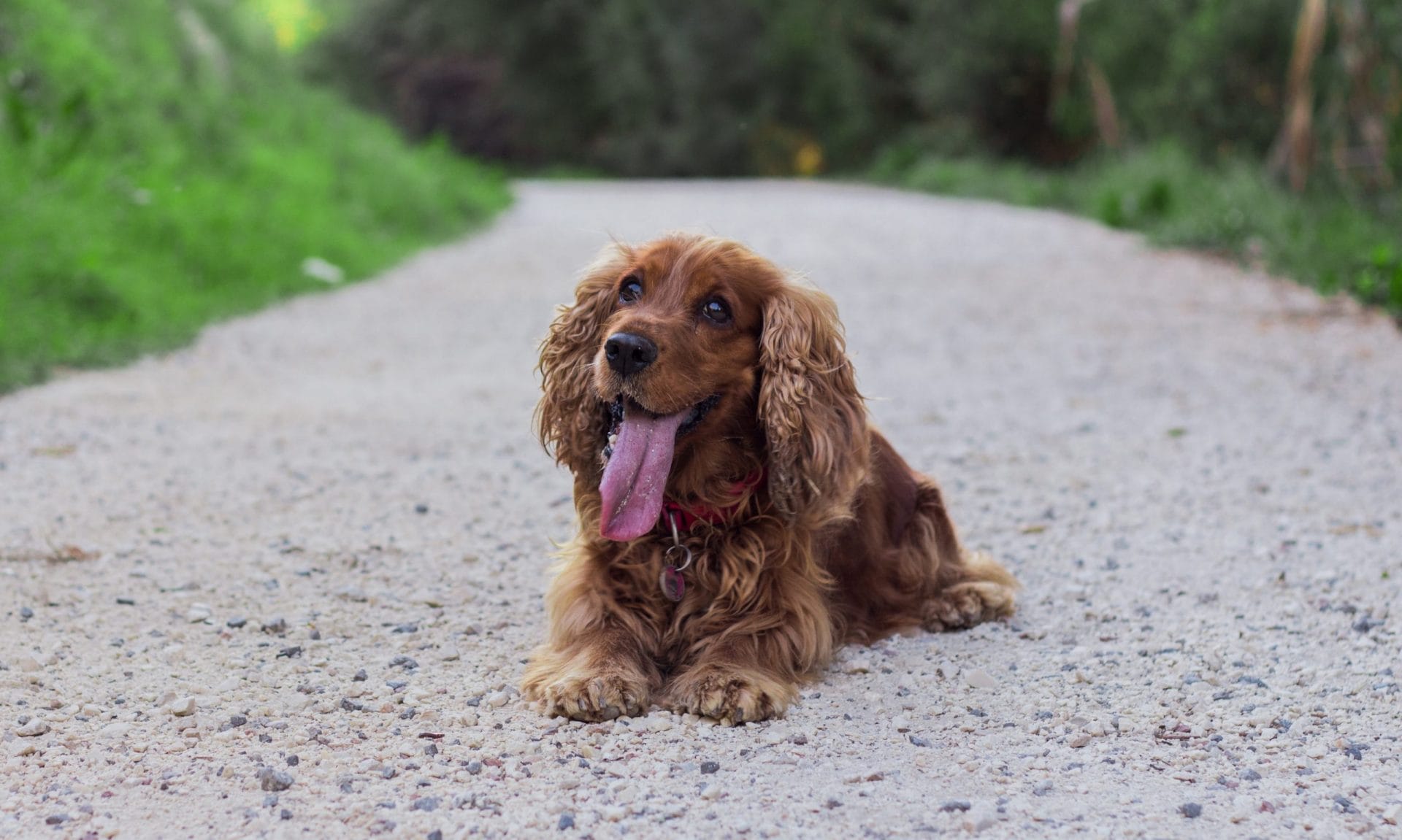 How Long do Cocker Spaniels Live? - Spaniel Advisor