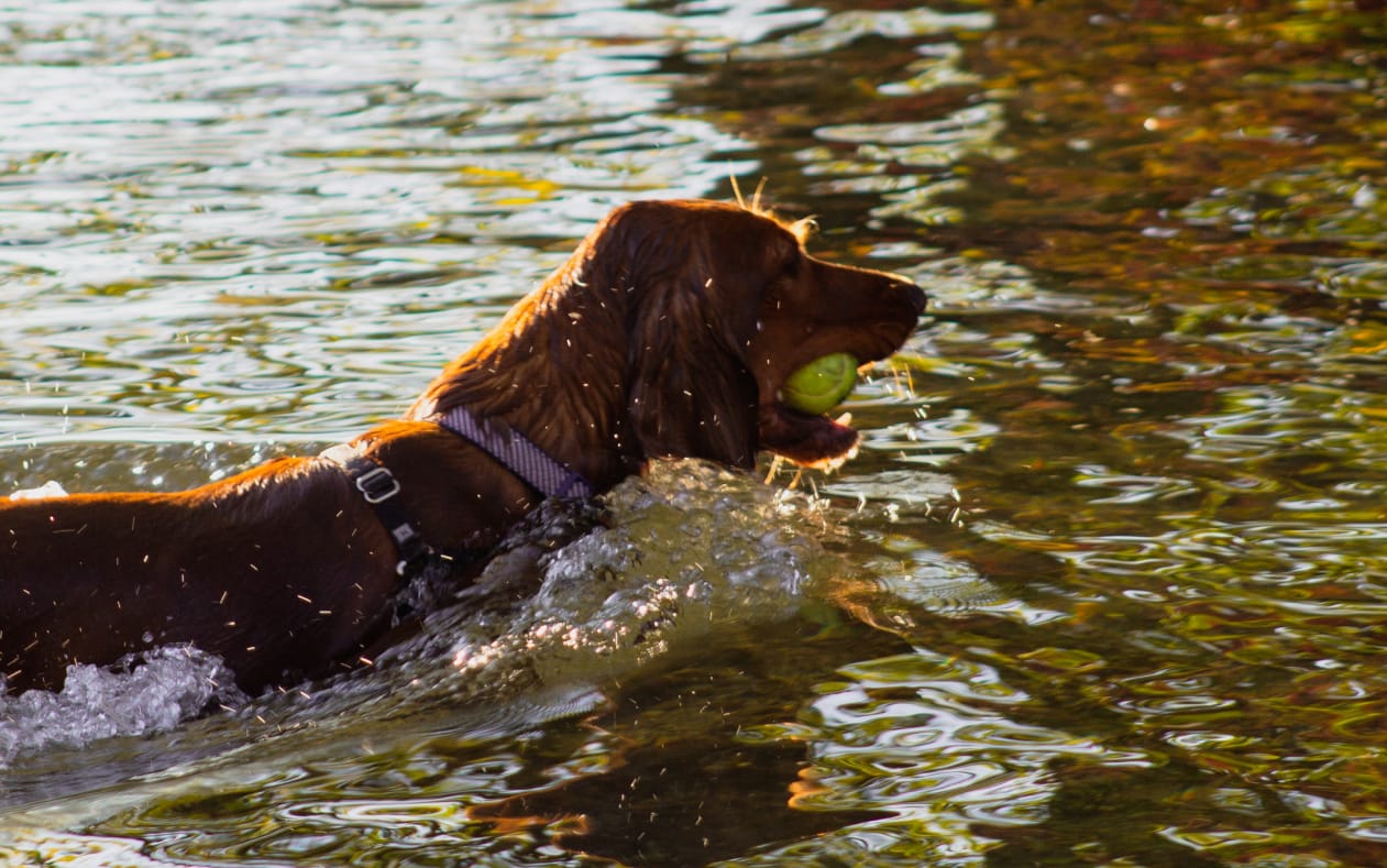 Can Cocker Spaniels Swim? Everything You Need To Know - Spaniel Advisor