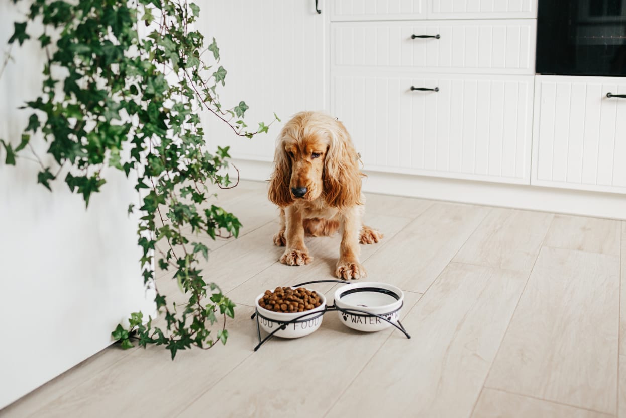 Cocker Spaniel Diet: What Does Your Dog Need to Thrive - Spaniel Advisor