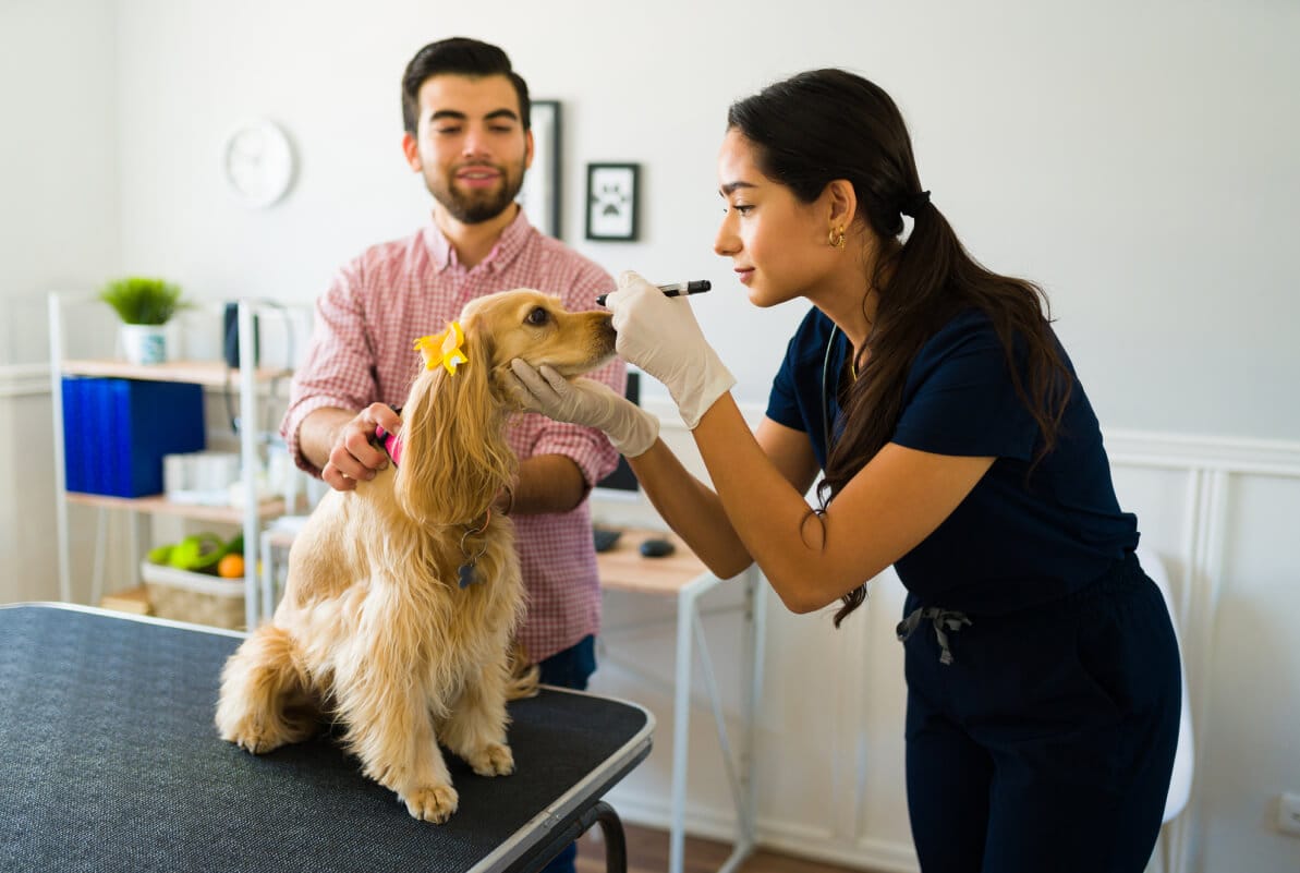 Cocker Spaniel Glaucoma: Symptoms & Treatment - Spaniel Advisor