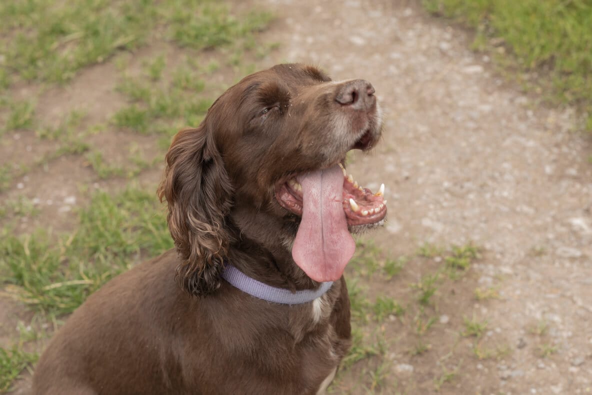 Show vs Working Cocker Spaniels: A Guide for Dog Owners - Spaniel Advisor