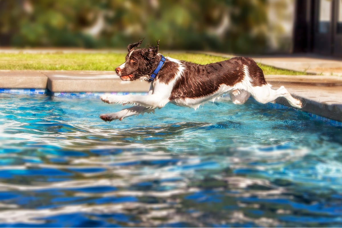Do Springer Spaniels like Swimming? - Spaniel Advisor