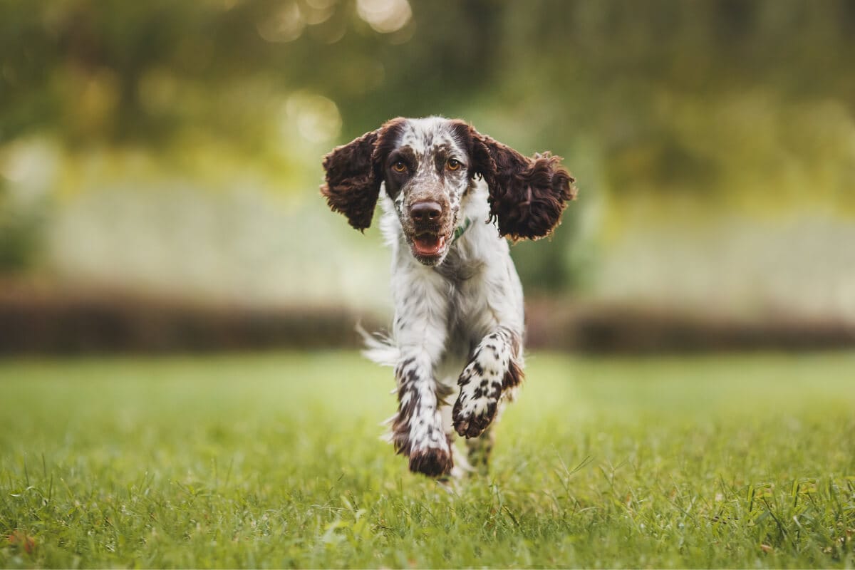 How Long do Springer Spaniels Live? - Spaniel Advisor