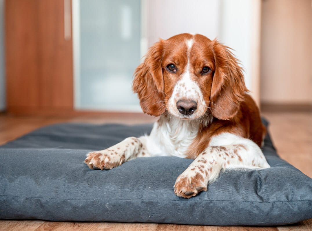 Are English Springer Spaniels Good Apartment Dogs? - Spaniel Advisor