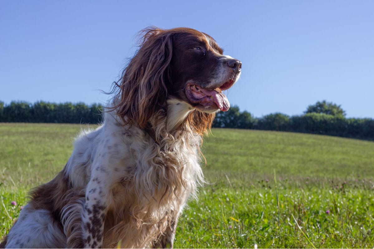 Do Springer Spaniels need Haircuts? - Spaniel Advisor
