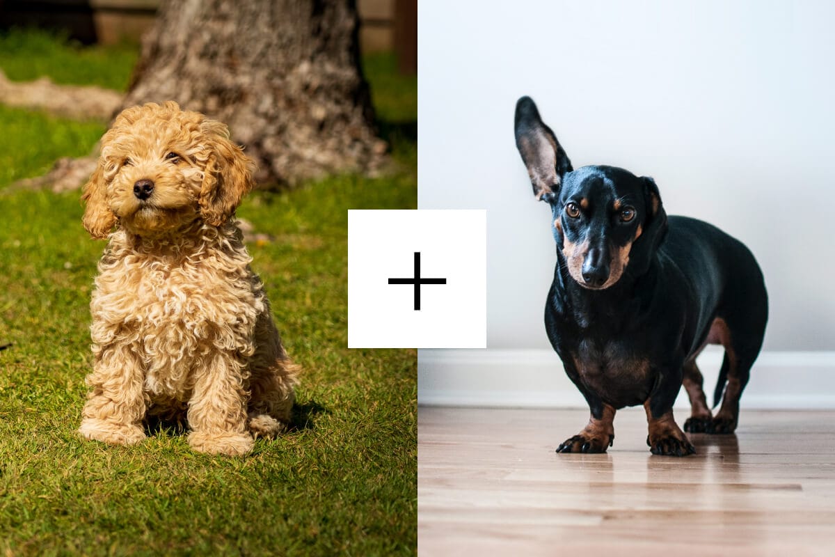 A Cockapoo and Dachshund Mix: The Doxiepoo - Spaniel Advisor